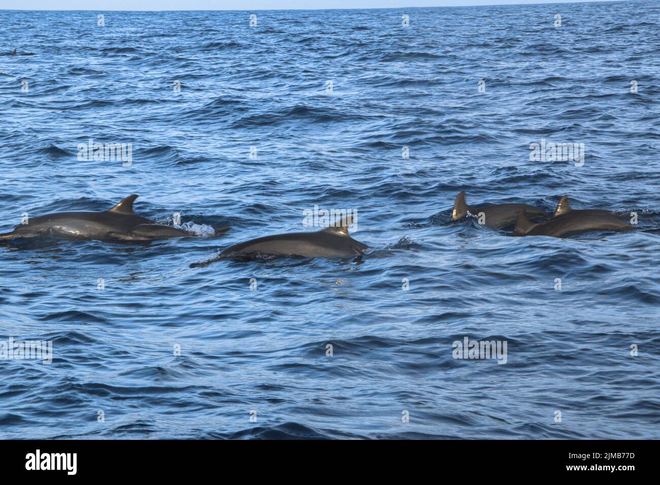 The group of dolphins swimming on the water surface in Maldives Stock ...