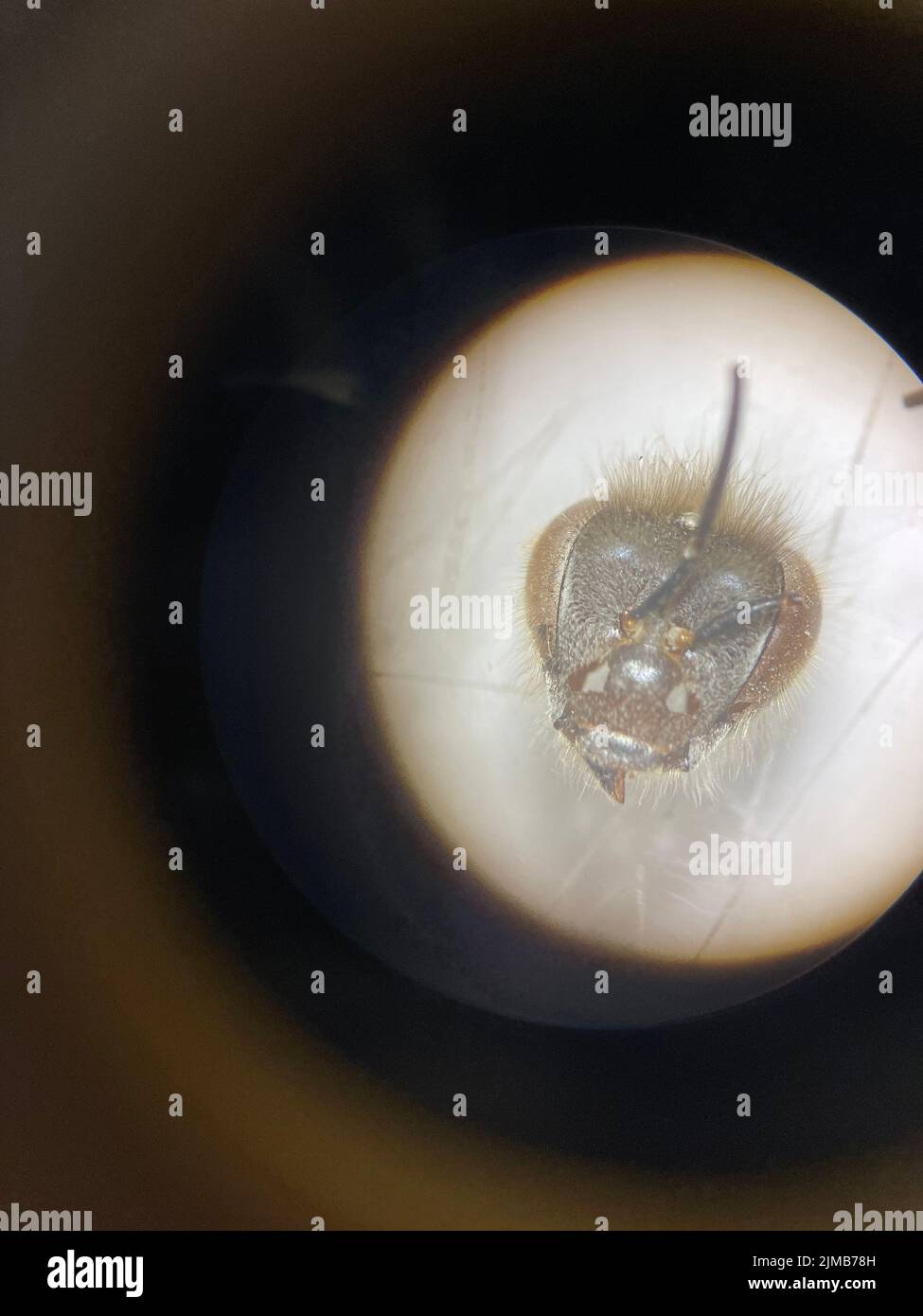 A microscopic of an insect Stock Photo - Alamy