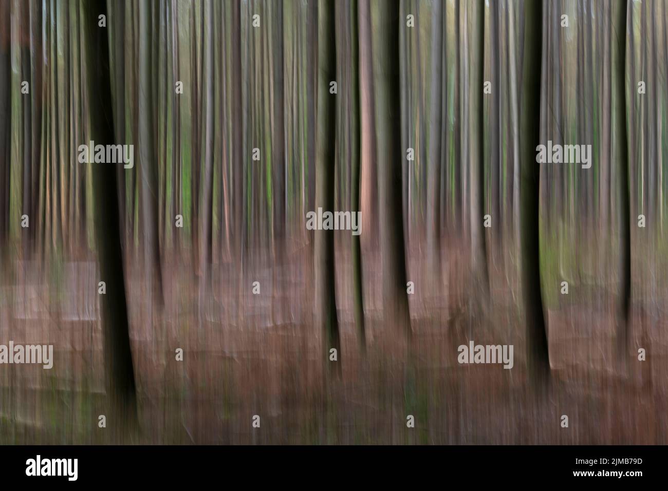 Abstract trees in a forest Stock Photo - Alamy