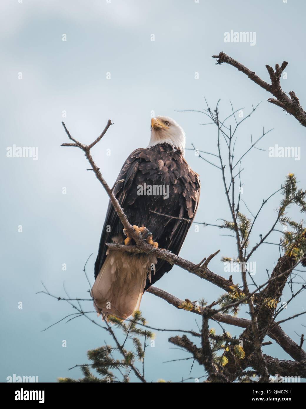 American bald eagle sits on hi-res stock photography and images - Alamy