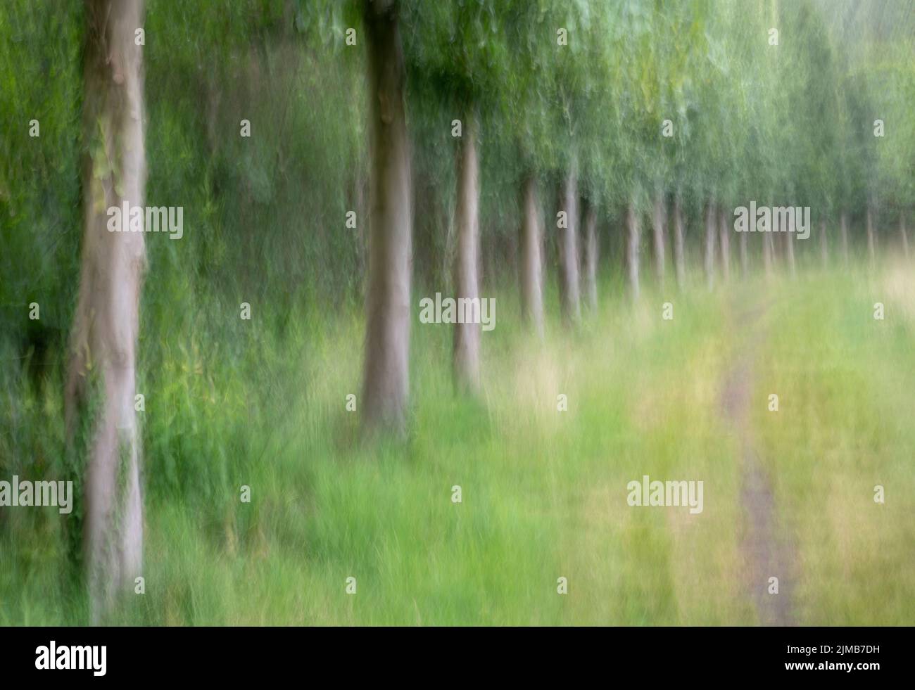 Abstract trees in a forest Stock Photo - Alamy