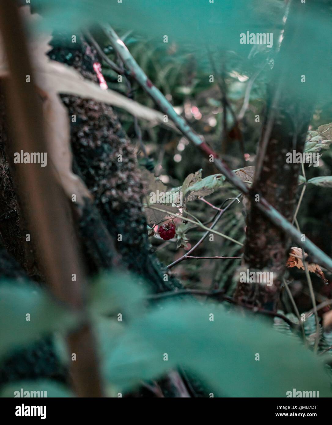 A small raspberry berry hangs alone among the trees Stock Photo - Alamy
