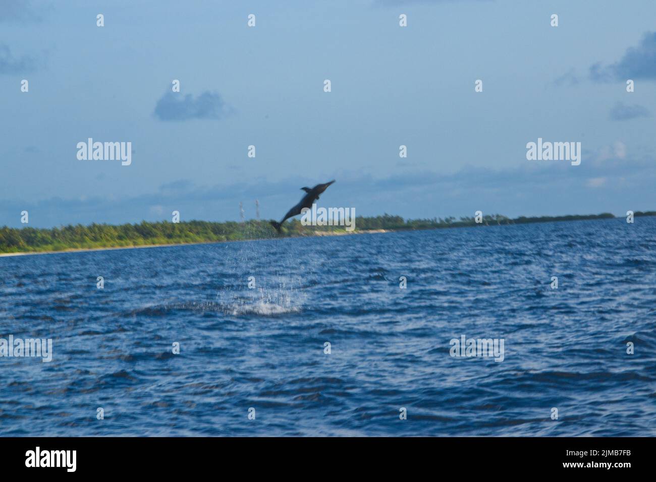 The dolphin jumping out of the water in Maldives Stock Photo - Alamy