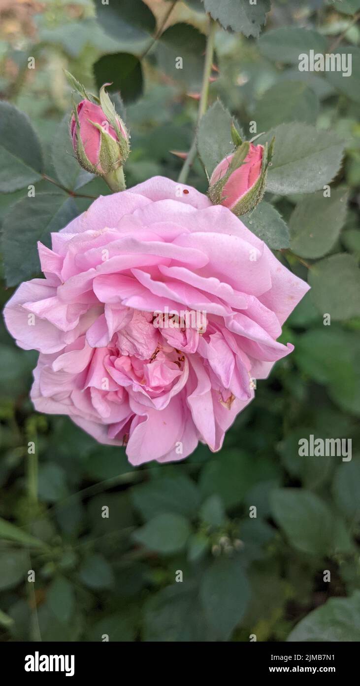 A vertical shot of a beautiful pink rose blossom and closed buds ...