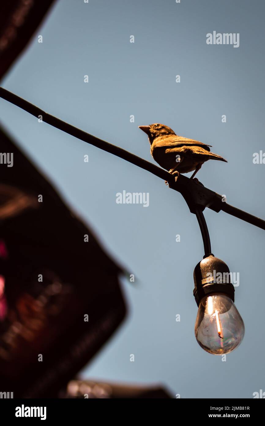 A small Sahel bush sparrow perched on a wire connected to a light bulb ...