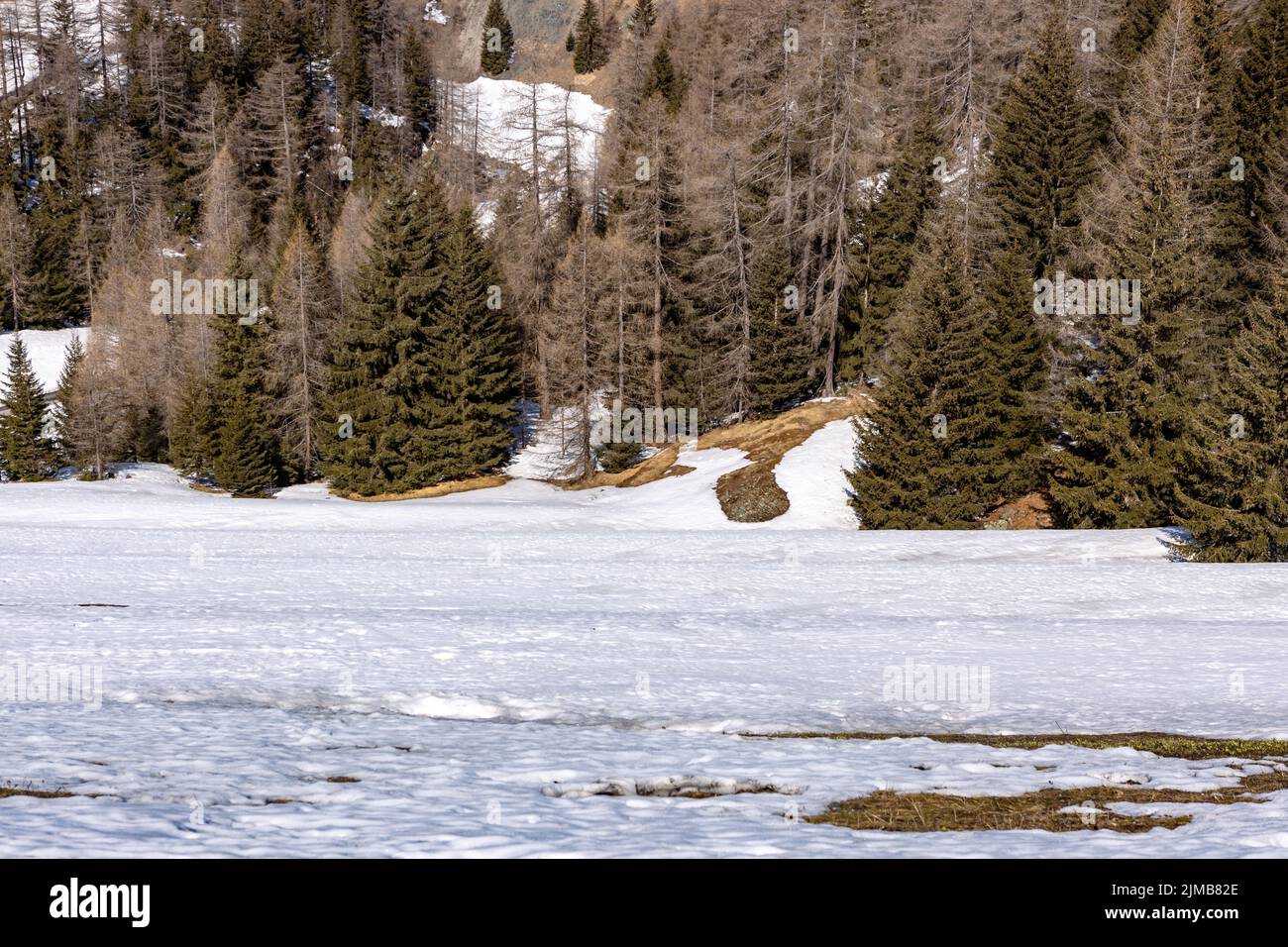 The trees in snowy Swiss Alps Stock Photo - Alamy