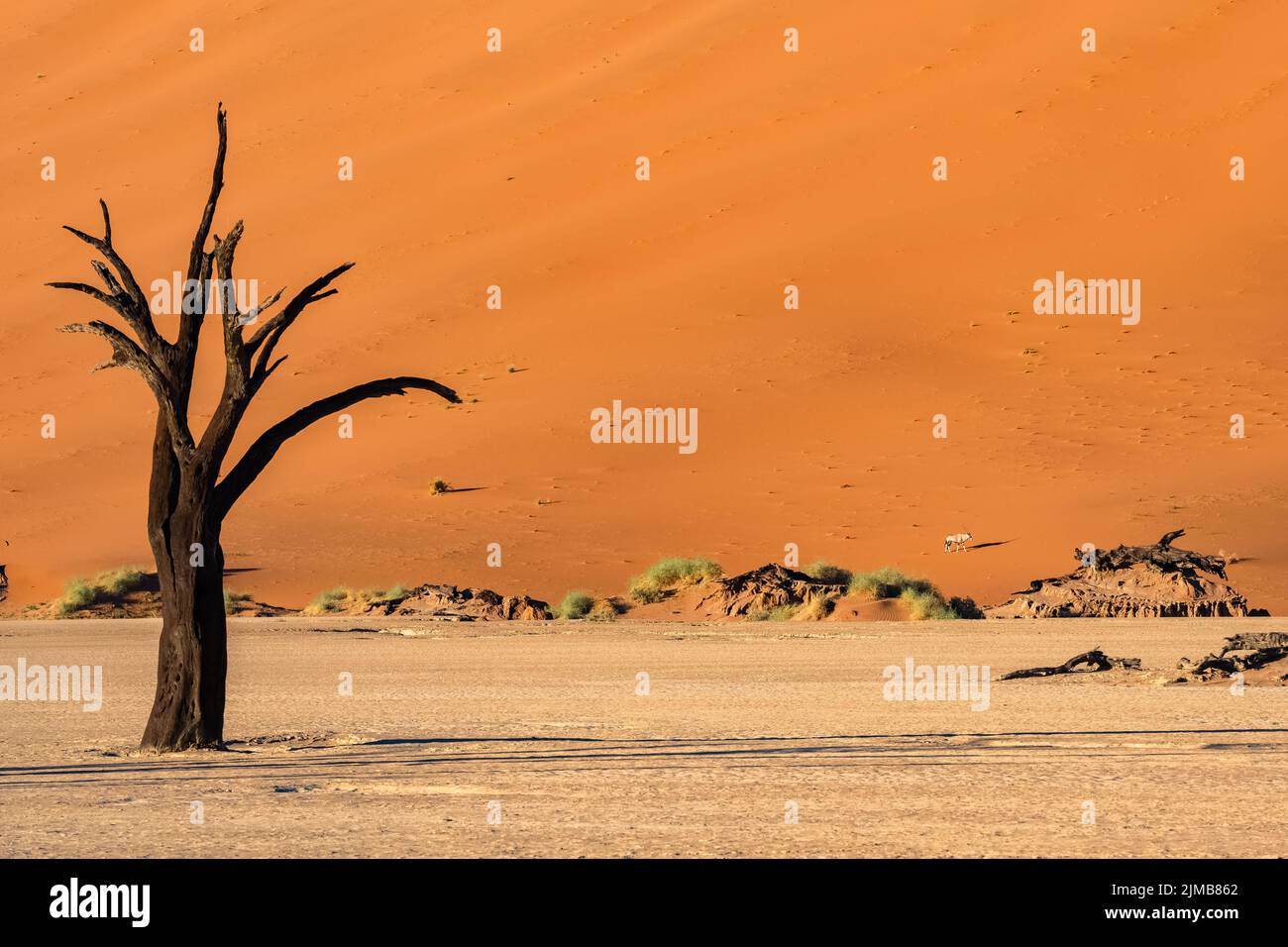 Namibia, the Namib desert, dead acacia in the Dead Valley, with an oryx ...