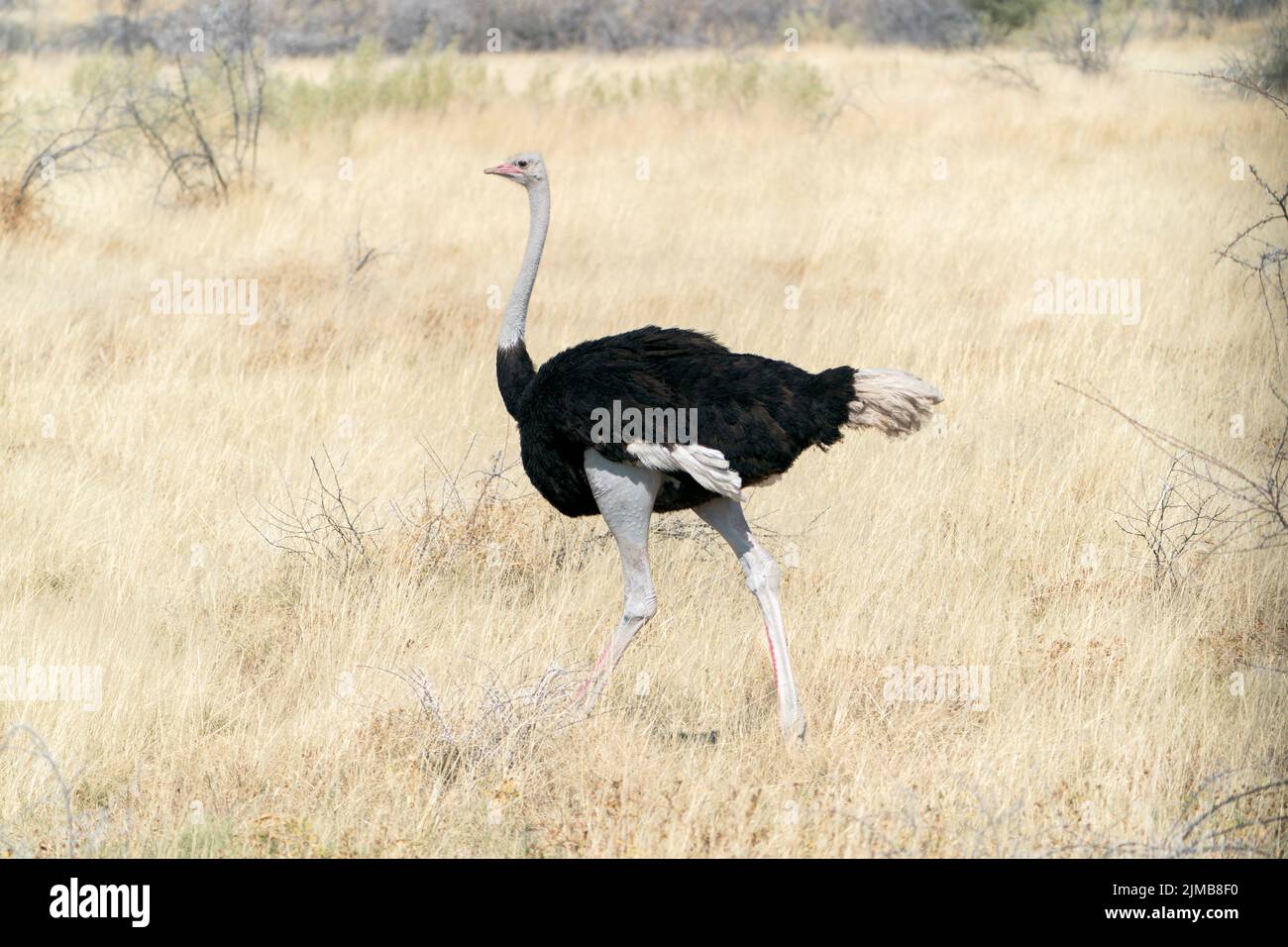 Adult male ostrich photograph hi-res stock photography and images - Alamy