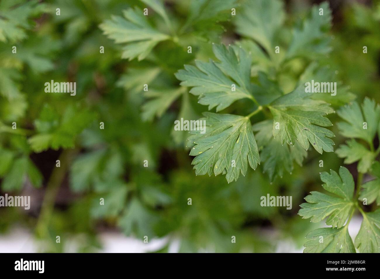 Top view of parsley growing in a garden Stock Photo - Alamy