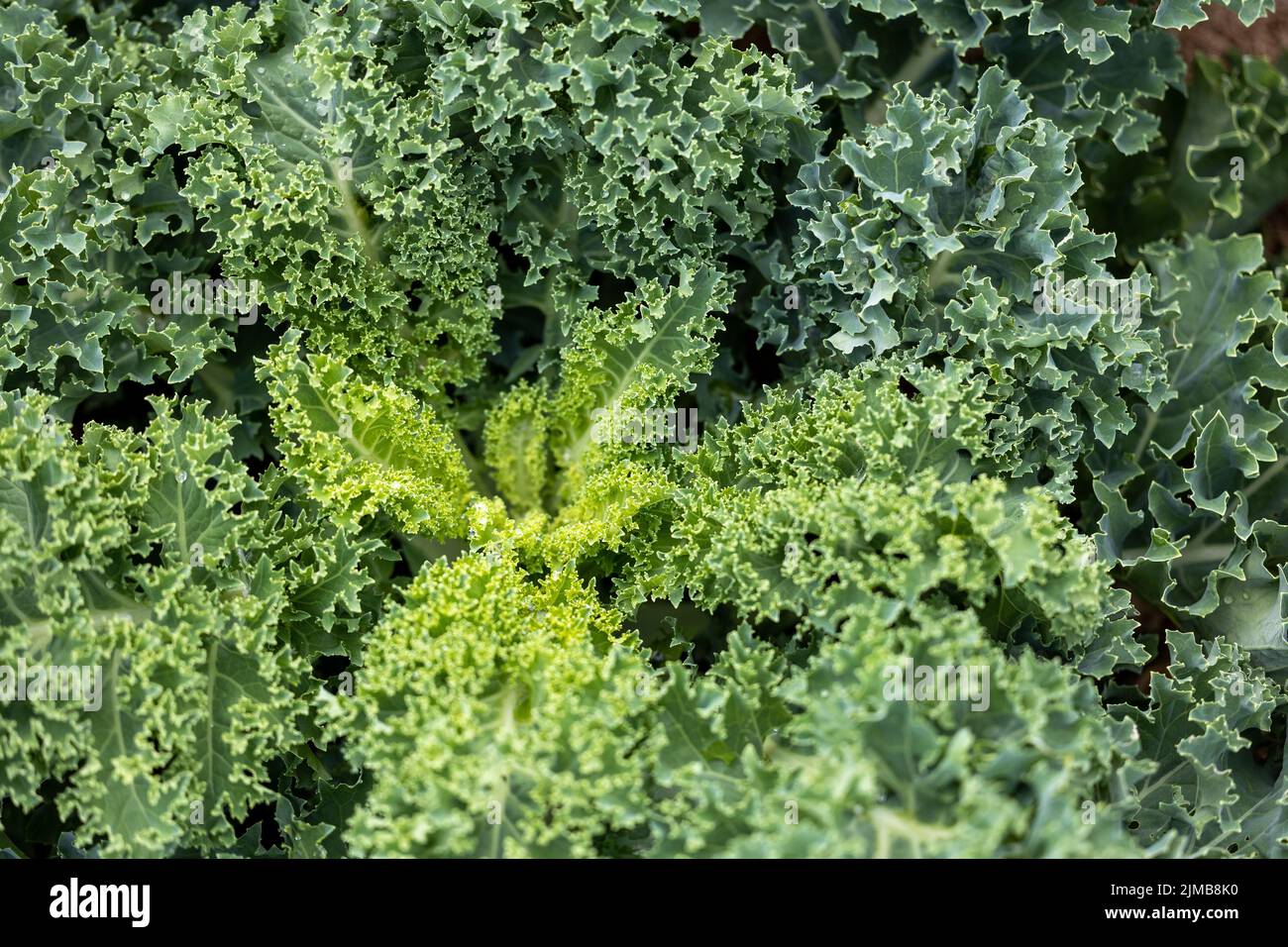 Top view of a bunch of kale growing in a garden. View of the new growth ...