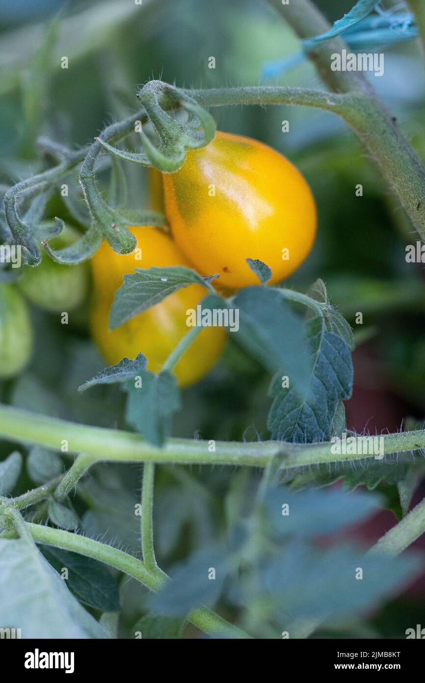 Ripening mini pear shaped yellow tomatoes on a vine. Cluster of ...
