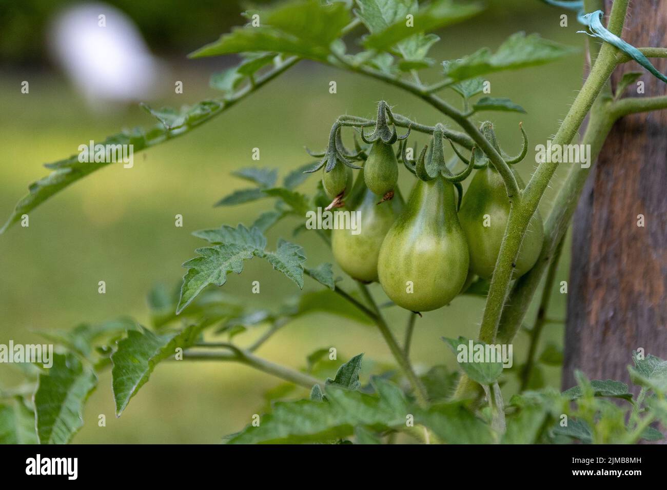 Pear shaped leaves hi-res stock photography and images - Alamy