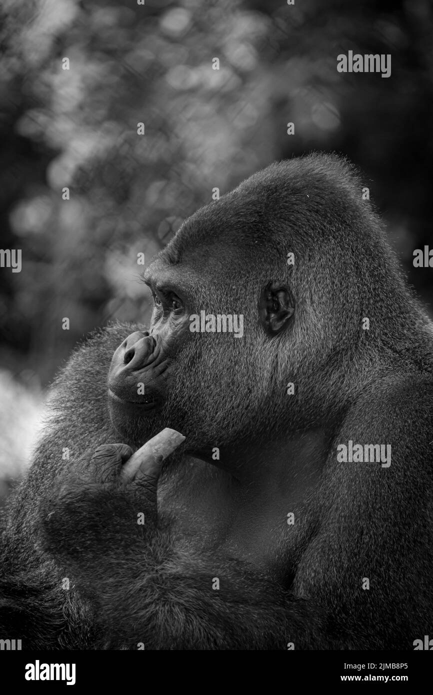 The vertical grayscale portrait of a western gorilla thinking Stock ...