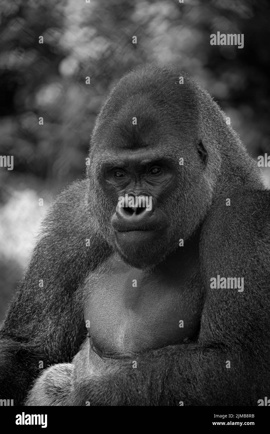The vertical grayscale portrait of a western gorilla Stock Photo - Alamy