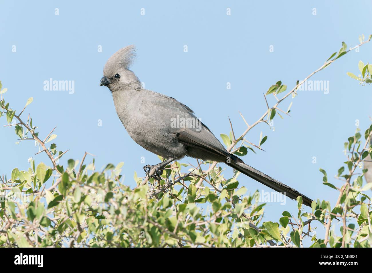 grey go-away-bird, Corythaixoides concolor, single adult perched in ...