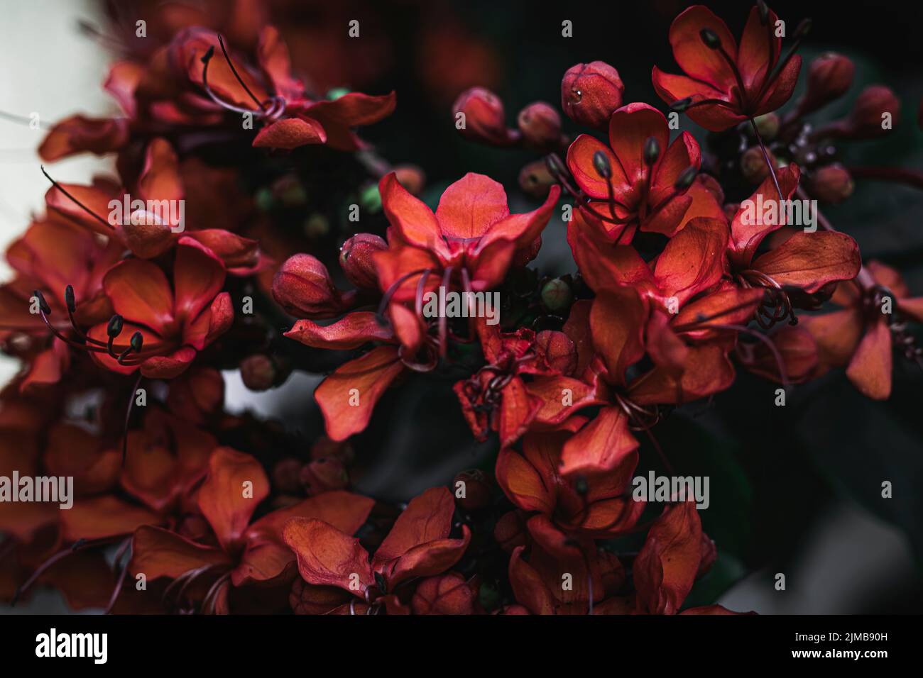 photography of red autumn flowers with natural light Stock Photo - Alamy