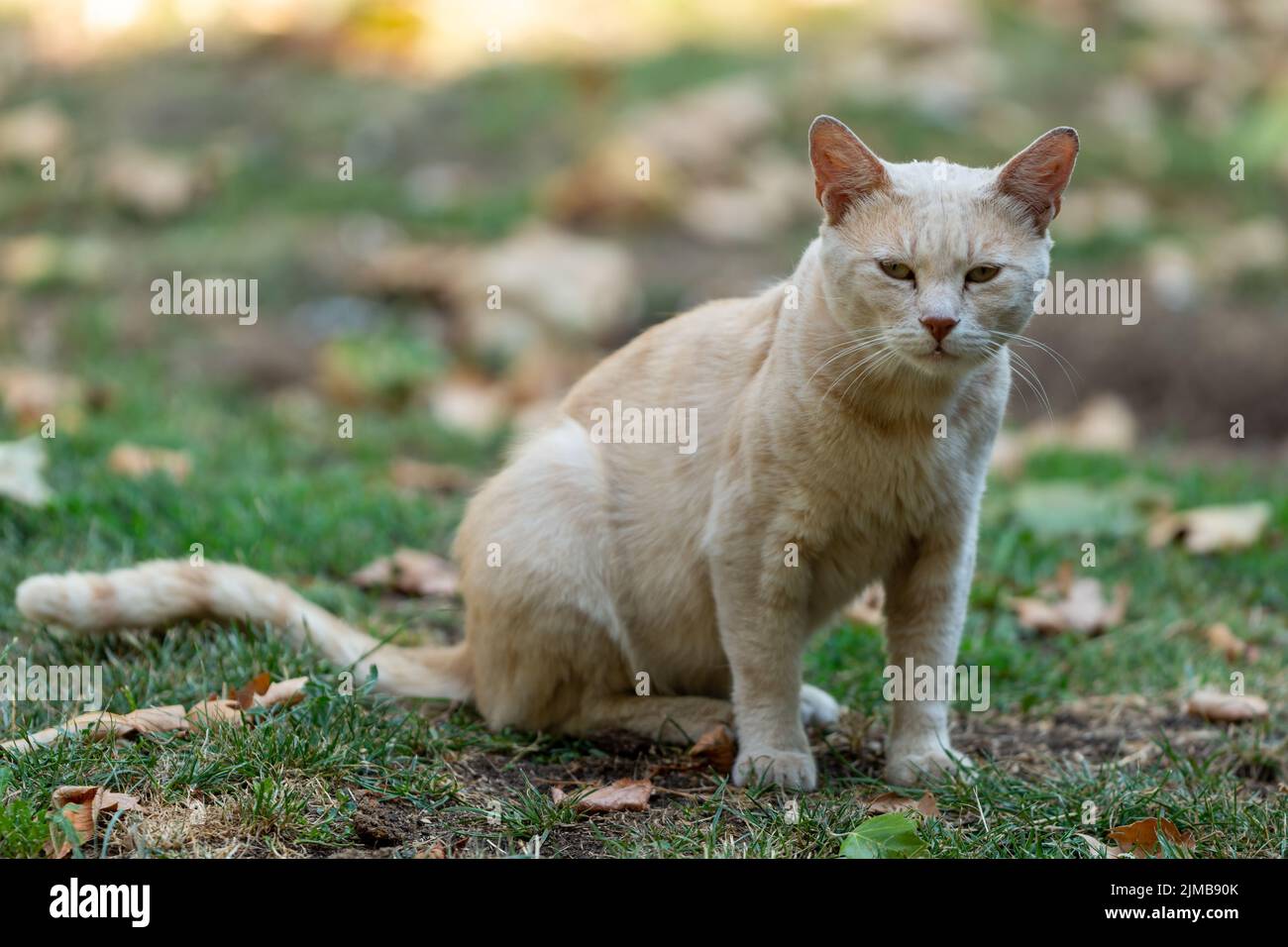 Street cats in an urban environment Stock Photo - Alamy