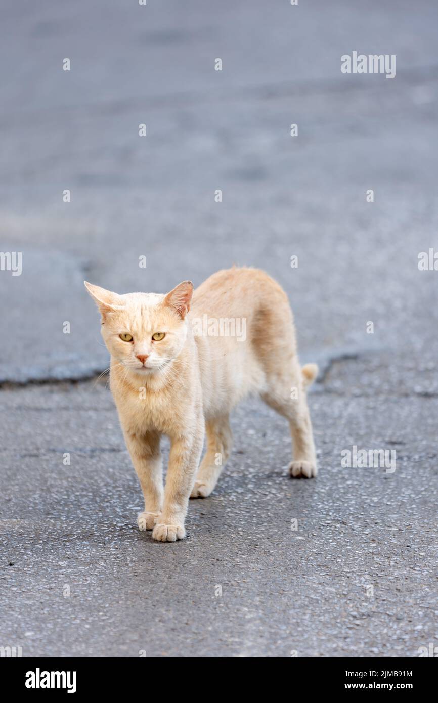 Street cats in an urban environment Stock Photo - Alamy