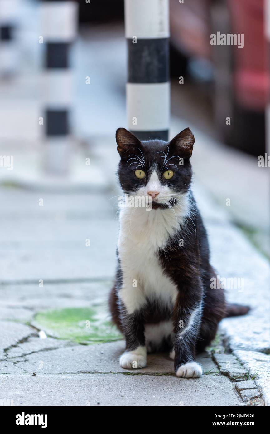 Street cats in an urban environment Stock Photo - Alamy