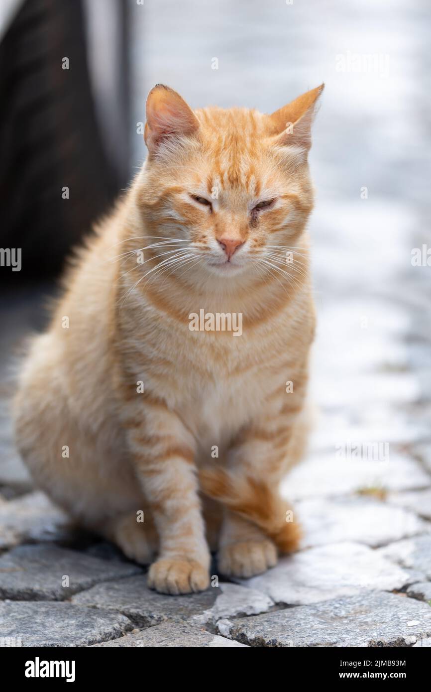 Street cats in an urban environment Stock Photo - Alamy