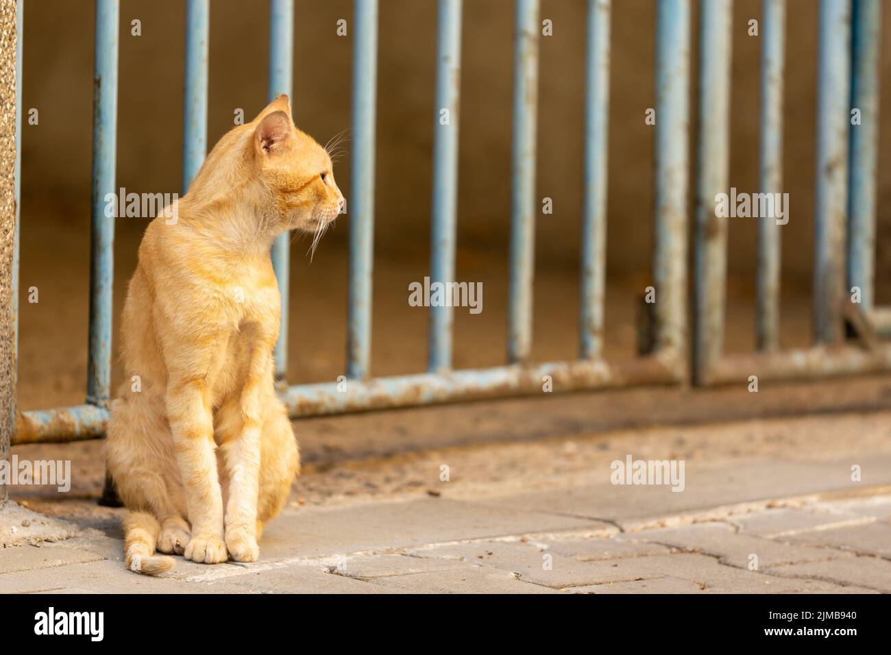Street cats in an urban environment Stock Photo - Alamy