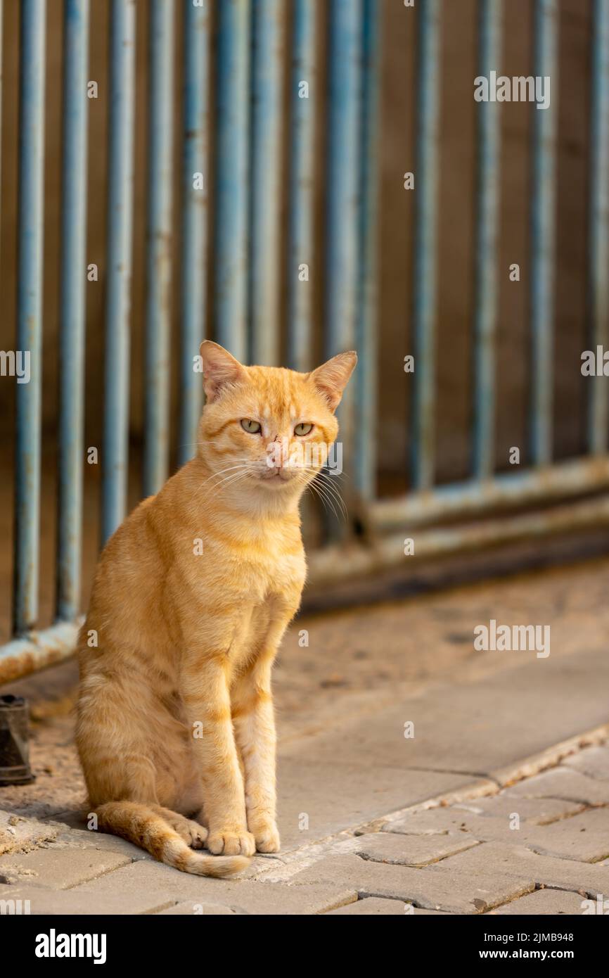 Street cats in an urban environment Stock Photo - Alamy