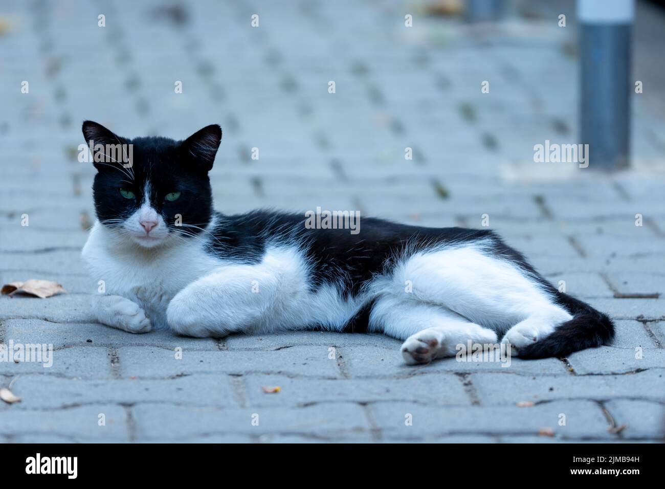 Street cats in an urban environment Stock Photo - Alamy
