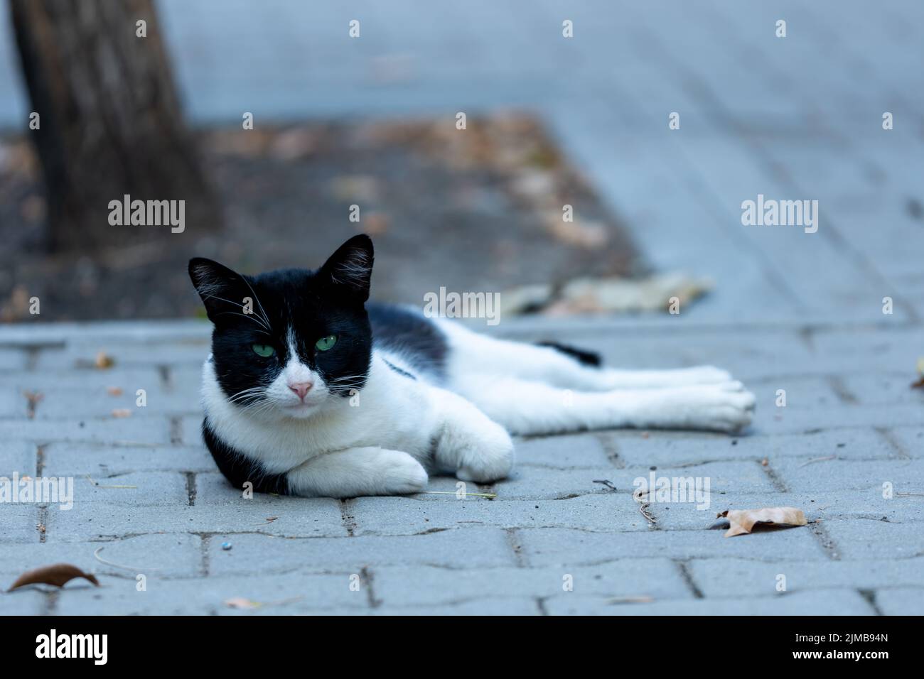 Street cats in an urban environment Stock Photo - Alamy