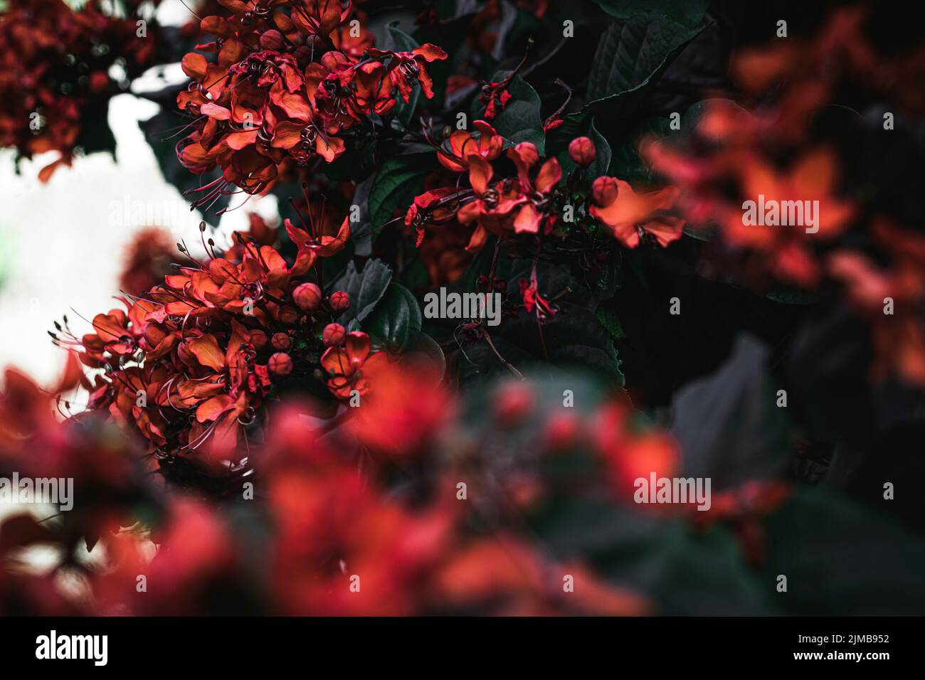 photography of red autumn flowers with natural light Stock Photo - Alamy