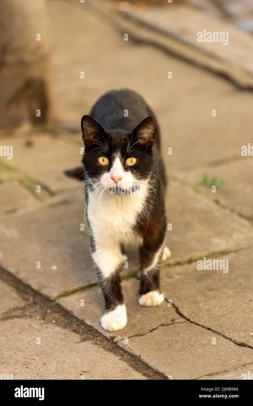 Street cats in an urban environment Stock Photo - Alamy
