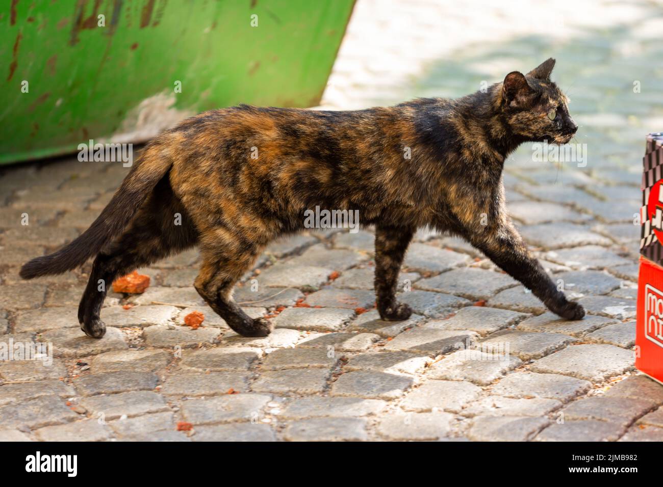 Street cats in an urban environment Stock Photo - Alamy