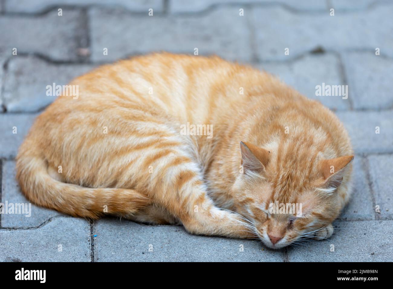 Street cats in an urban environment Stock Photo - Alamy