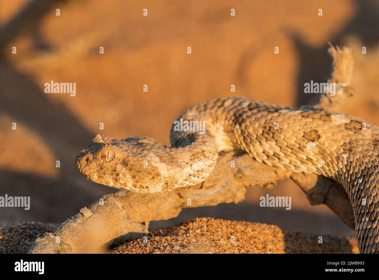 horned adder, Bitis caudalis, single adult lying on sand in Namib ...