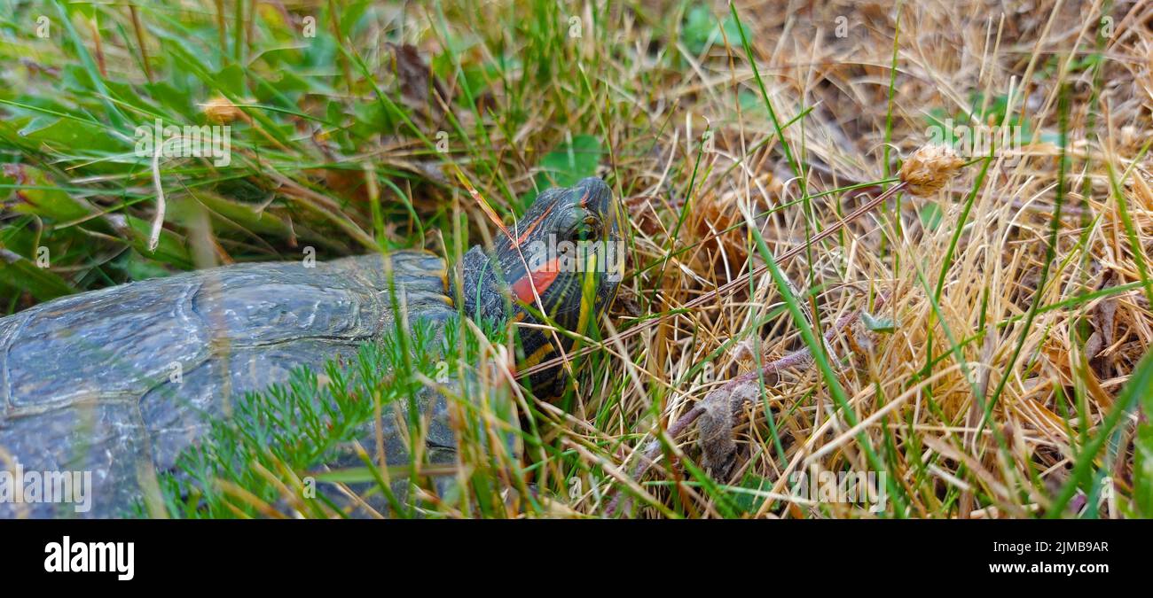 Red-Eared Slider turtle in green and old grass Stock Photo - Alamy