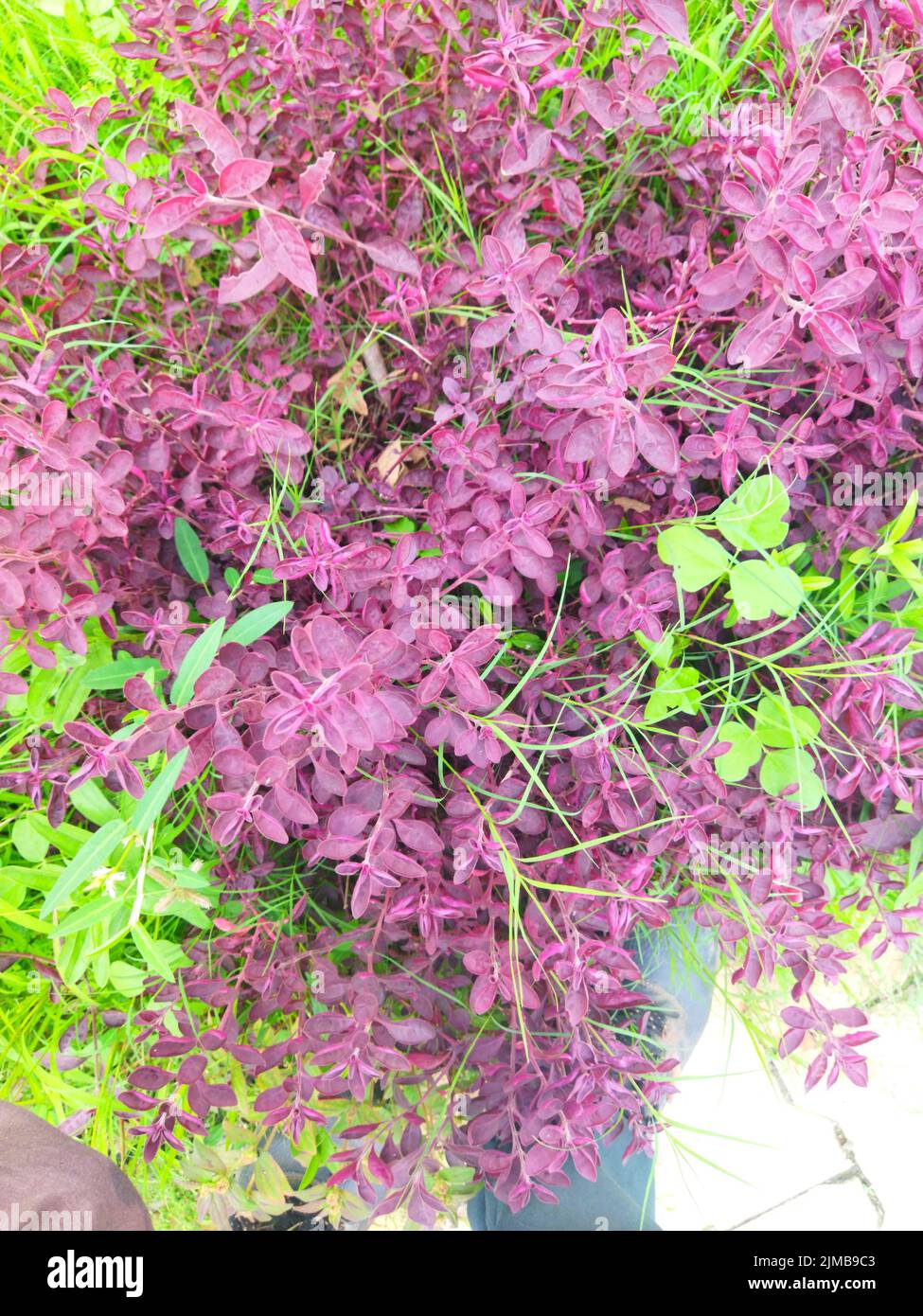 Red loropetalum chinense hi-res stock photography and images - Alamy