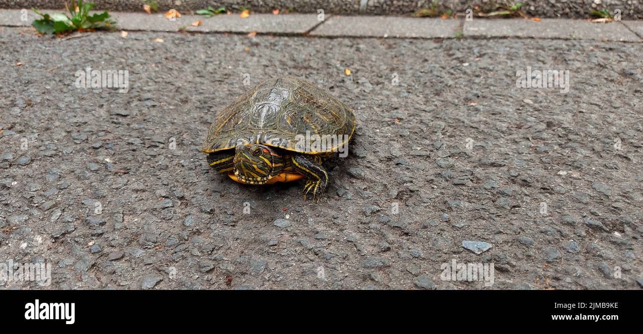 Red-Eared Slider turtle on a gray sidewalk Stock Photo - Alamy