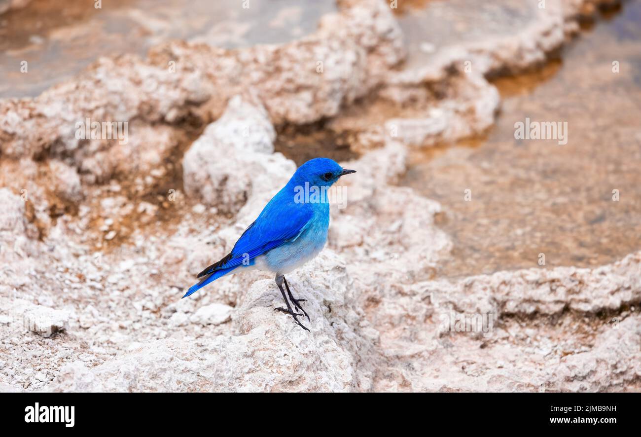 Small Colorful Bird at Hot Spring Landscape with unique ground ...