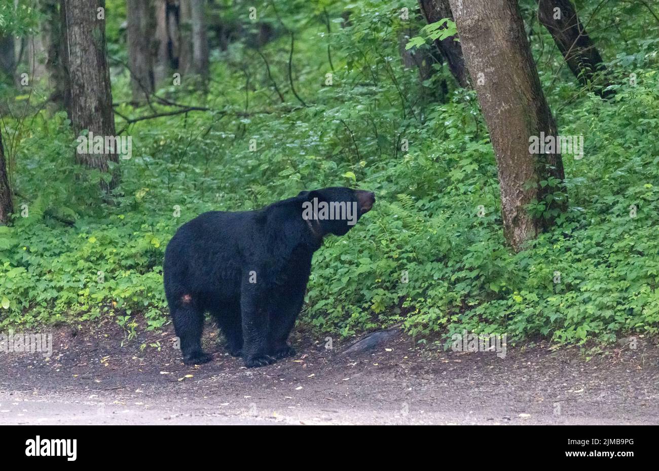 The American black bear in the forest. Ursus americanus Stock Photo - Alamy