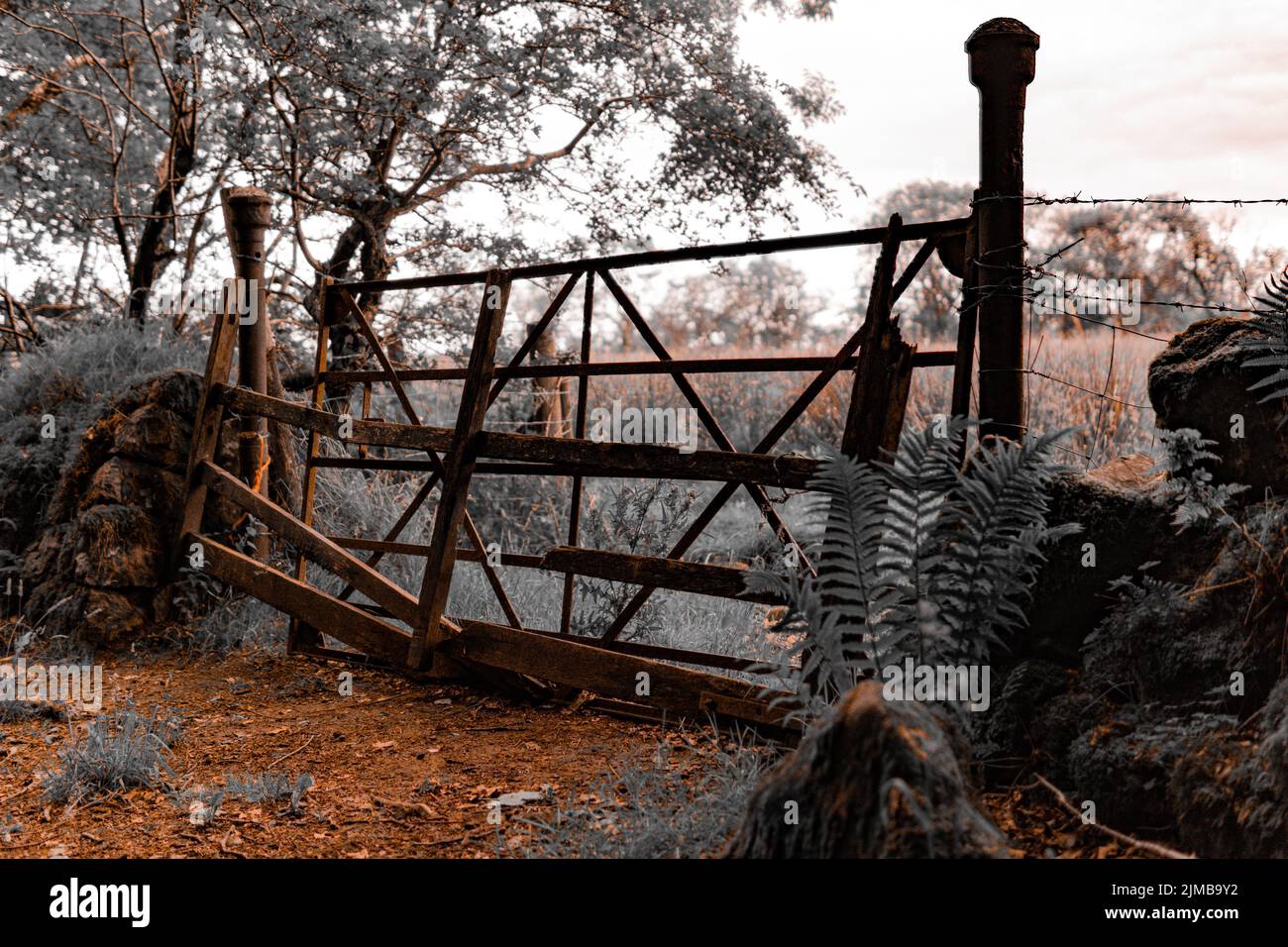 An old broken wooden farm gate with overgrown plants around it Stock ...