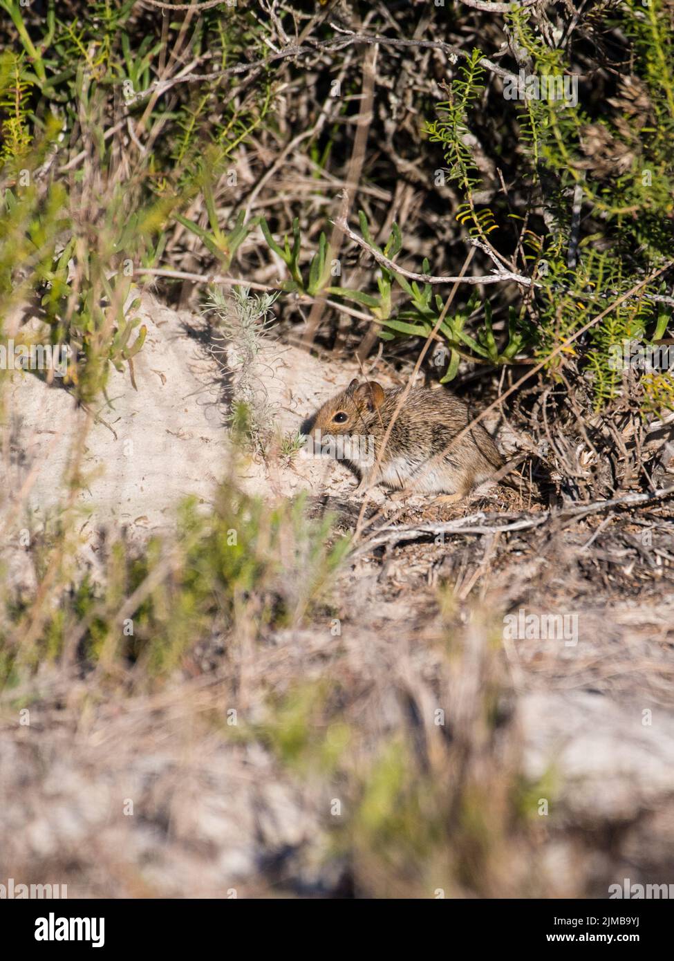 A vertical closeup of a striped field mouse, Apodemus agrarius Stock ...
