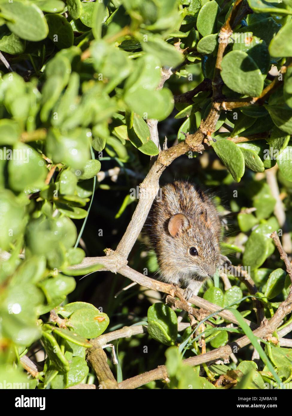 A vertical closeup of a striped field mouse, Apodemus agrarius Stock ...