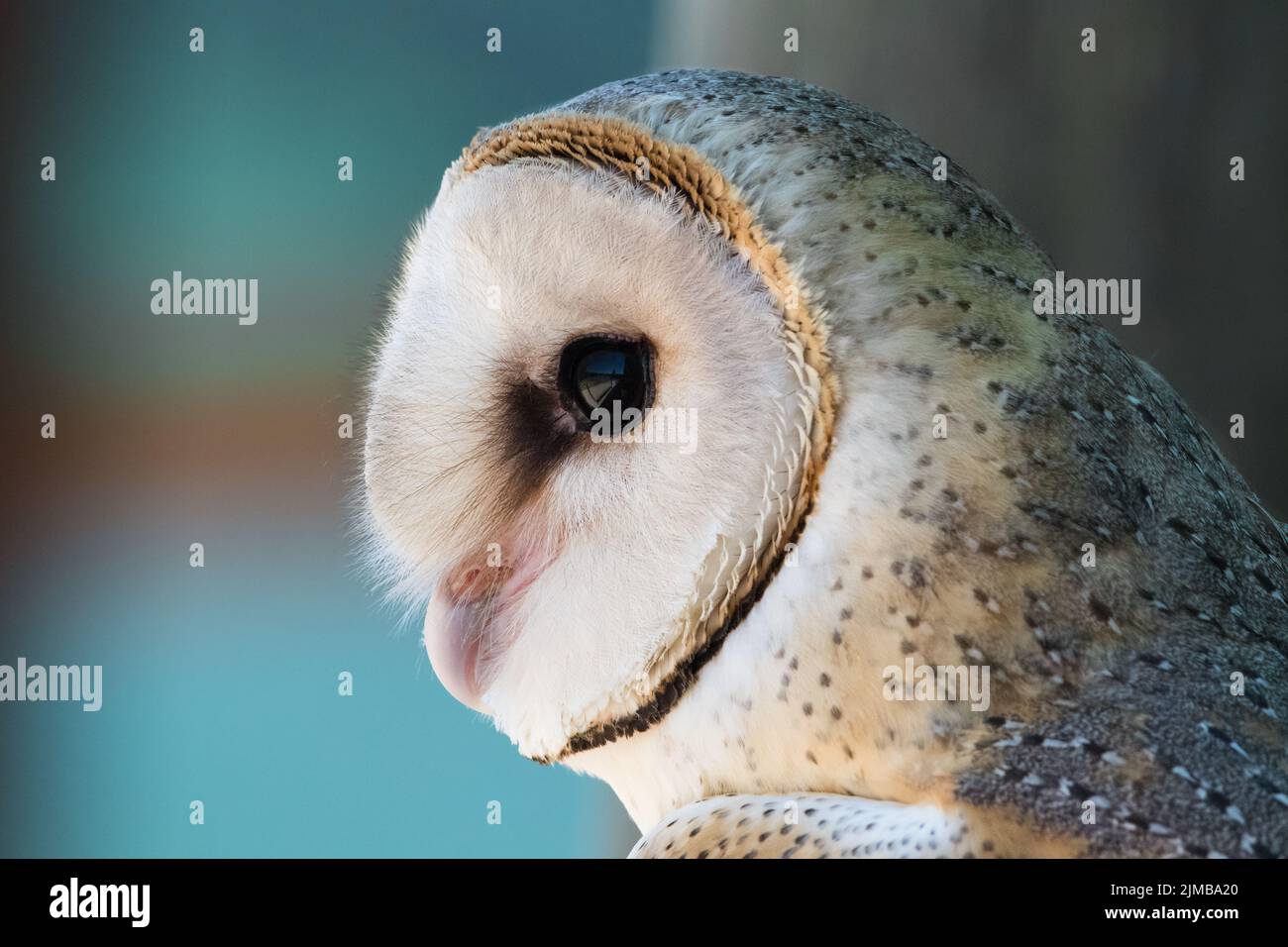 Owl bird head eye side profile hi-res stock photography and images - Alamy