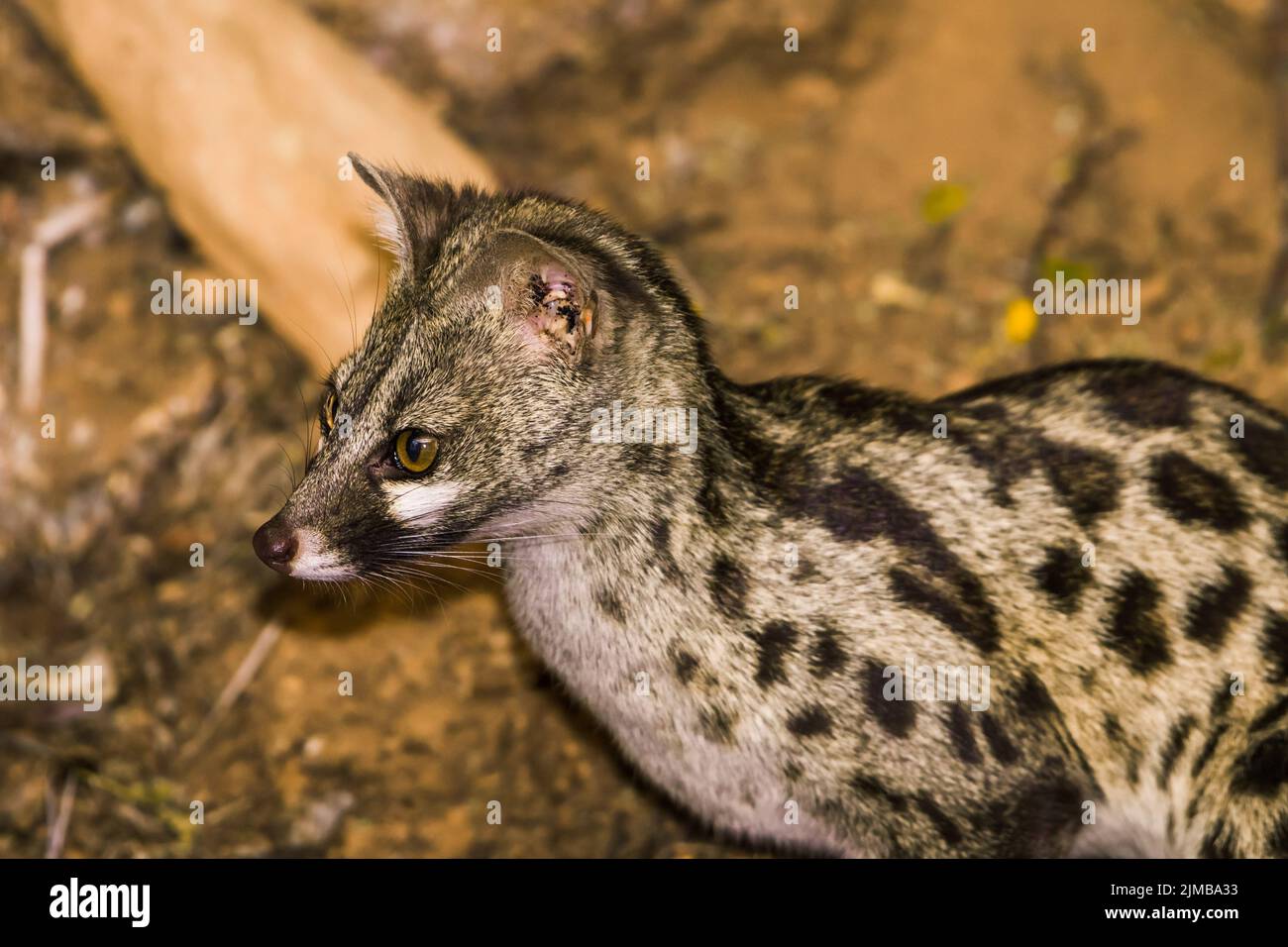 A closeup of a rusty-spotted genet, Genetta maculata Stock Photo - Alamy
