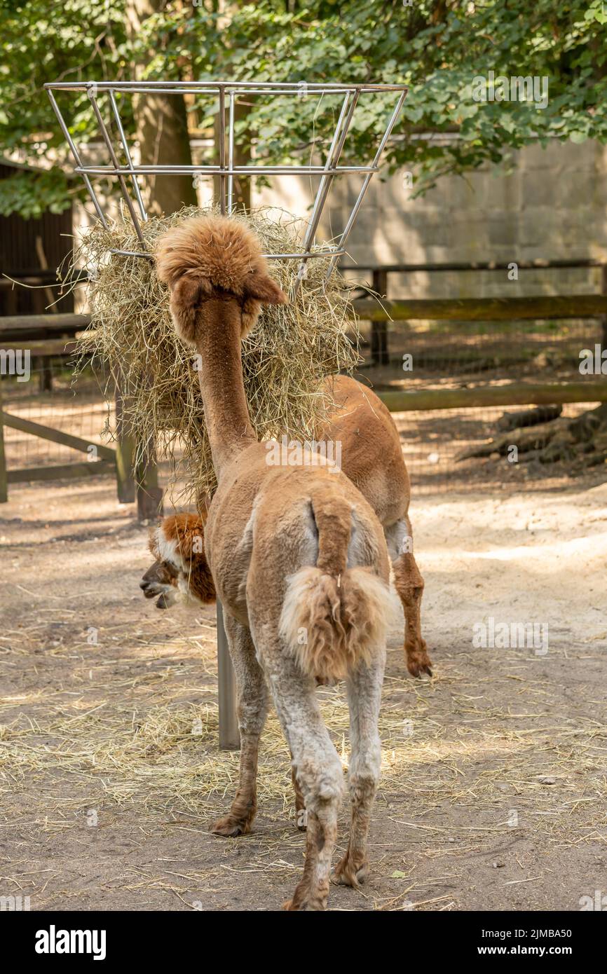 Animal back view hi-res stock photography and images - Alamy