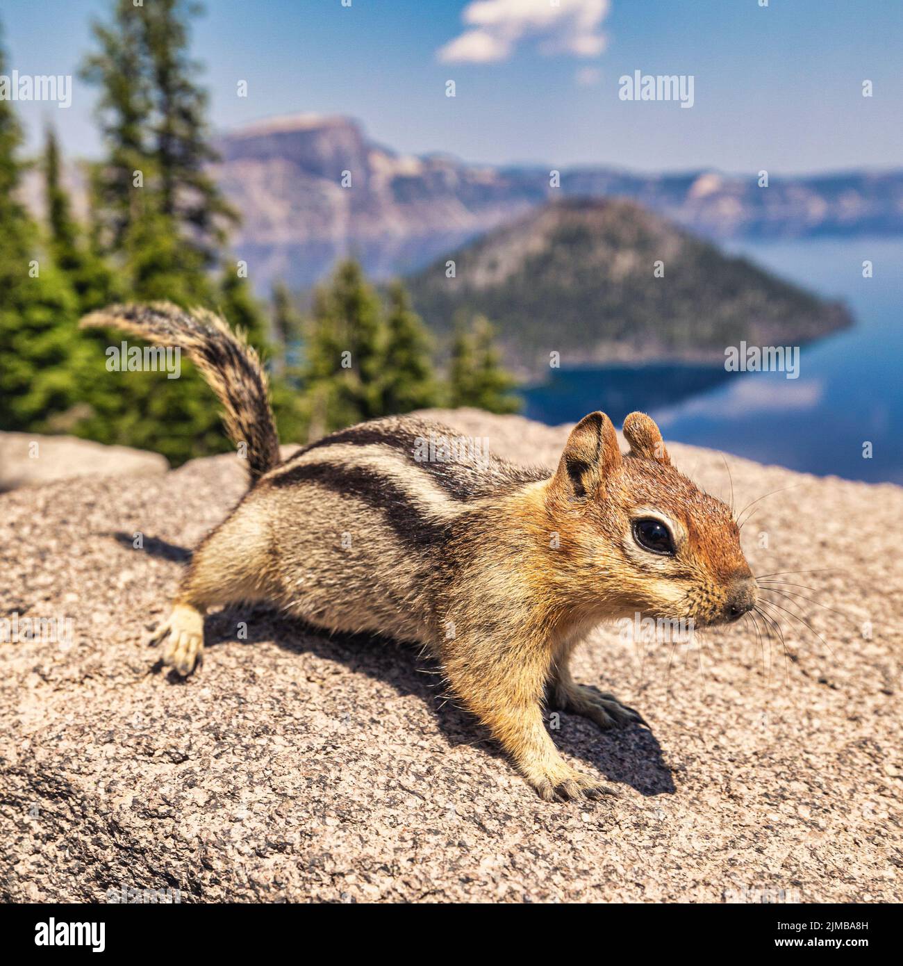 An adorable chipmunk on the top of stone fence overlooking the sea ...
