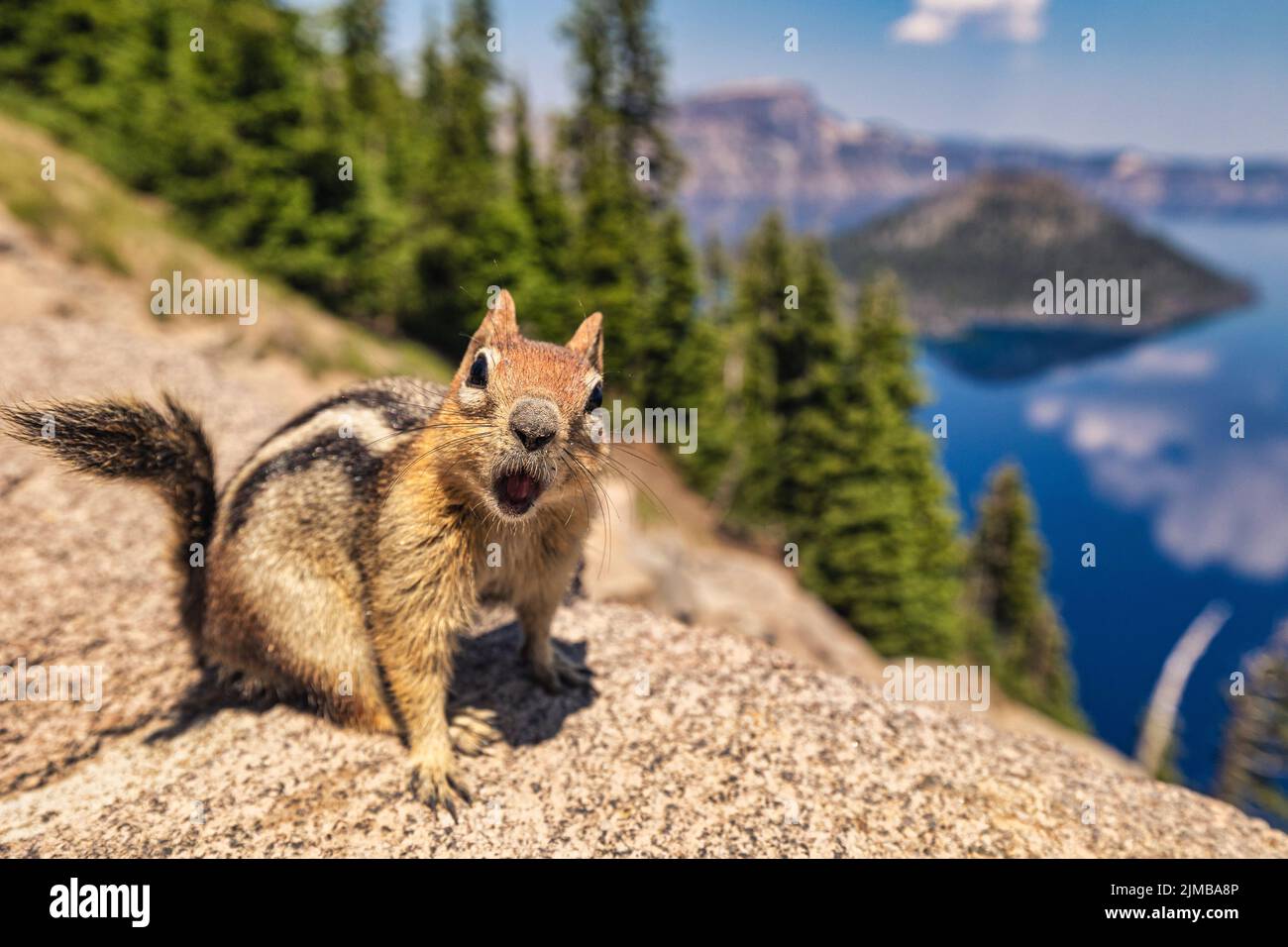 An adorable chipmunk with open mouth on the top of stone fence ...