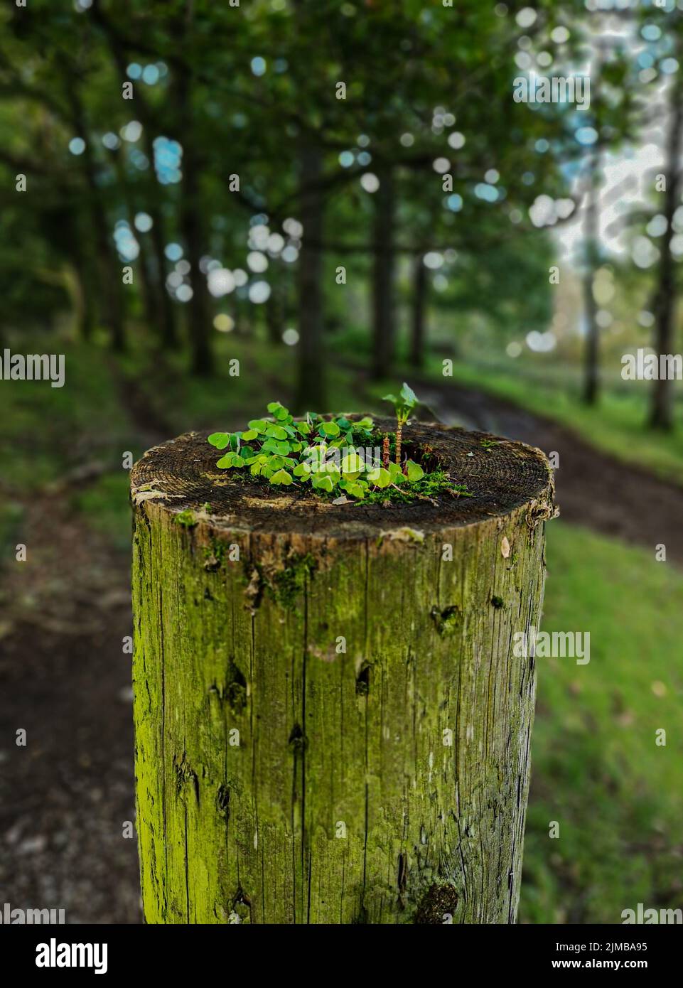 Clover humidity hi-res stock photography and images - Alamy