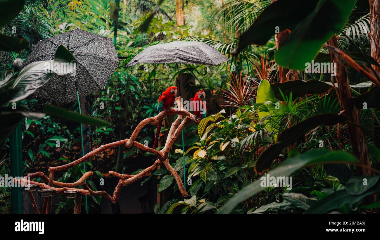 A two red macaw parrots on branch in the tropical garden of Bloedel ...