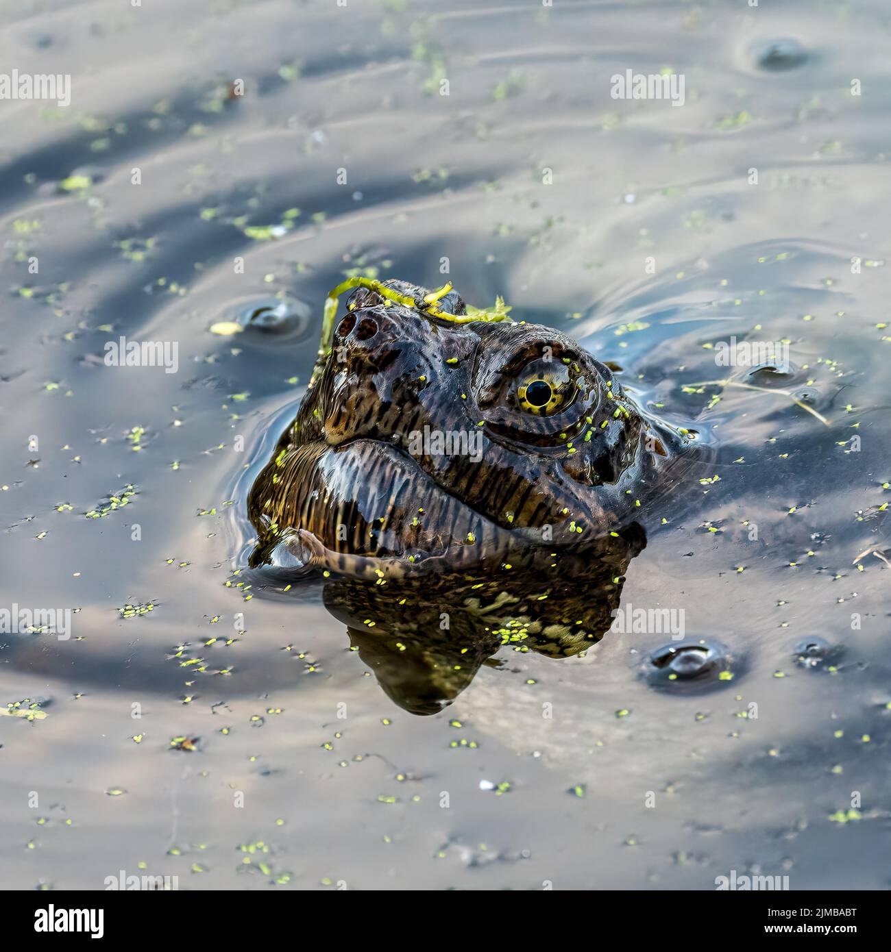 Snapping turtle detail hi-res stock photography and images - Alamy