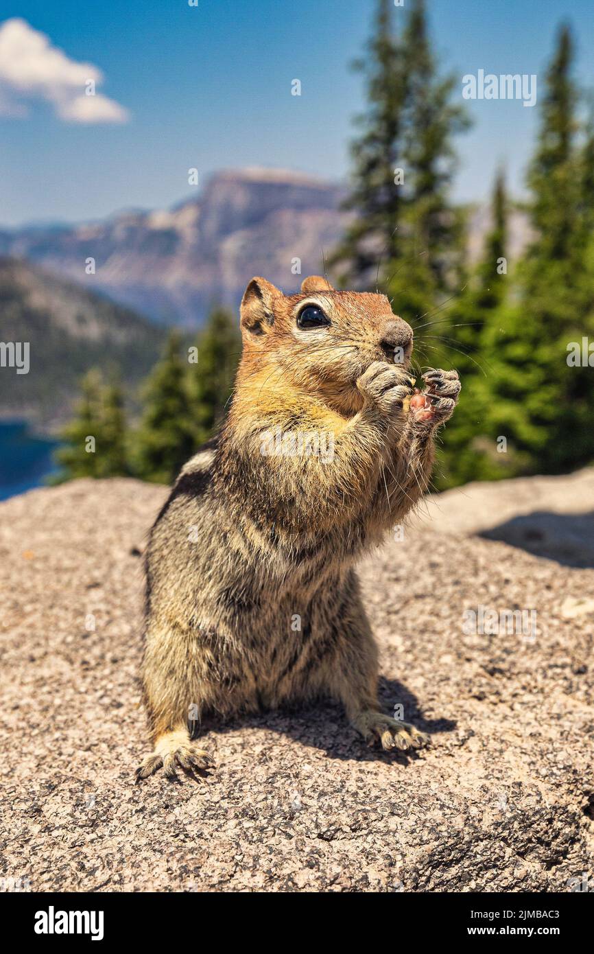 An adorable chipmunk eating nut on the top of stone fence overlooking ...
